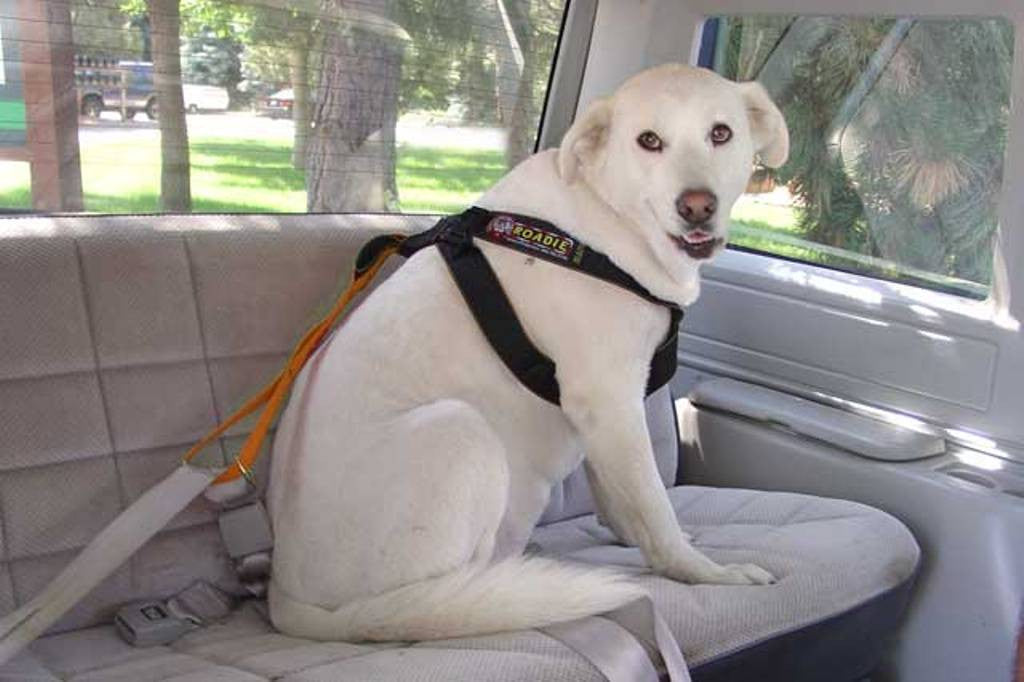 Roadie Canine Travel Harness – UKUSCAdoggie